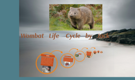 Wombat Life Cycle by Jack Johnson on Prezi