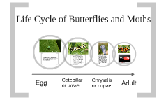 Life Cycle of Butterflies and Moths by Rondell Bullen on Prezi