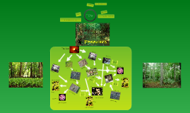 piney woods food web by ricky robles on Prezi