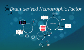 Brain-derived Neurotrophic Factor by Felix Rubio on Prezi