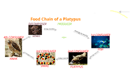 Food Chain of a Platypus by zachary griffis on Prezi