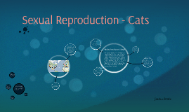 Sexual Reproduction - Cats by Jessica Durie on Prezi
