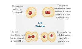 Simple Cell Division by Fiona Hankinson on Prezi