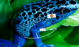 Frog Eye Vs. Human Eye by Asia Villarreal on Prezi