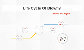 Life Cycle Of A Blowfly by Claudia Diaz on Prezi