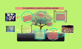 Los Elementos Anfoteros by Yurlei Cortes on Prezi