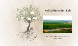 Soil Salinization Lab by Prisila Torres on Prezi