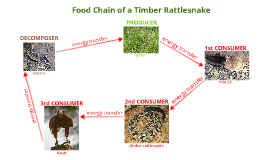 Food Chain of a Timber Rattlesnake by ethan alexander on Prezi