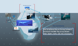 Antarctic Food Web by Taylor Gordon on Prezi