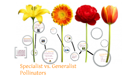 Specialist vs. Generalist Pollinators by Emmary Williams on Prezi