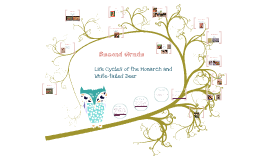 Life Cycles of the Monarch Butterfly and Whit Tailed Deer by Jennifer ...