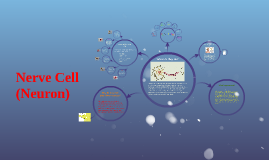 The Rock Pool Food Web by Aidan Kavanagh on Prezi