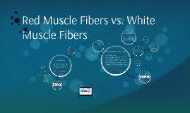 Red Muscle Fibers vs. White Muscle Fibers by Deandre Jackson on Prezi