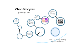 Chondrocytes by Dawn S on Prezi