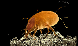 Acaros by Kirsten Alvarado on Prezi