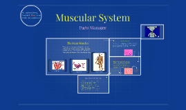 major parts of the muscular system by Andrew My on Prezi