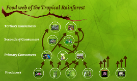 Energy Pyramid of the Tropical Rainforest by Jacob Stanley on Prezi