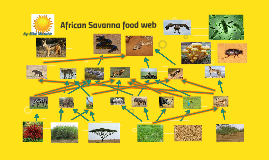African Savanna Food web by Bilal Mazahir on Prezi
