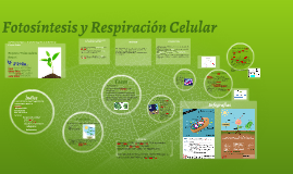 fotosíntesis y respiración celular. by wendy abreu on Prezi