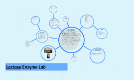 Lactase Enzyme Lab by Joel John on Prezi
