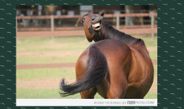 Penguin Dwellings by jake Garcia on Prezi