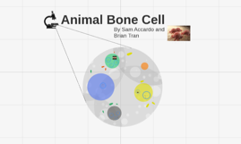 Animal Bone Cell by Brian Tran on Prezi