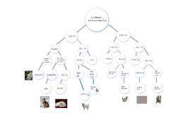 Copy of Cat Breeds Dichotomous Key by Yue Tan on Prezi