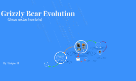 Grizzly Bear Evolution by on Prezi