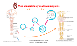 Vías sensoriales y motoras mayores by Diana Soriano on Prezi