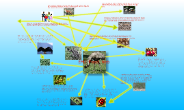 EMU Food Web by Ella Thubron on Prezi