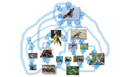 Galapagos Island Food Chain by dylan mundis on Prezi