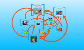 CANADIAN GOOSE FOOD WEB by Chase Cozart on Prezi