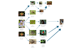 Jungle Food Web by Drake Breuckmann on Prezi