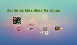 bacterias mesofilas aerobias by abigail hernandez on Prezi