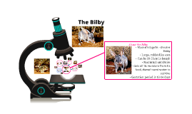 The Red Kangaroo ~ Ecology by Rubeniquex Bilby on Prezi