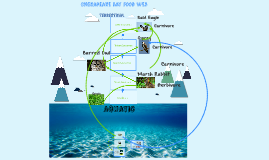Chesapeake Bay Food Web by Joelle Ialacci on Prezi