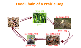 madelyn schmidt on Prezi