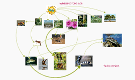 Mangrove Forest Food Web by Gwen Krage on Prezi