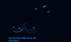 How The Great White Sharks Life Cycle Works by Rex Gregory on Prezi