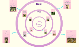 Life Cycle of a Whitetail Deer by Emily V. on Prezi