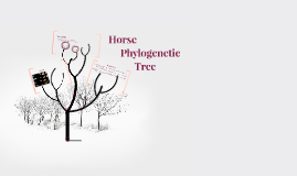 Horse Phylogenetic Tree by Sam Zaner on Prezi