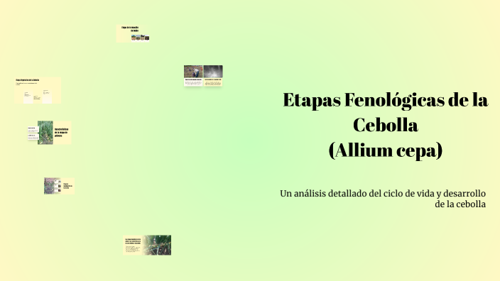 Etapas Fenológicas de la Cebolla by José Ramírez Robles on Prezi