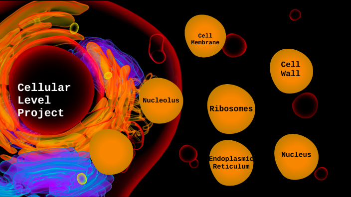 Cells Level by Miles Rutledge on Prezi