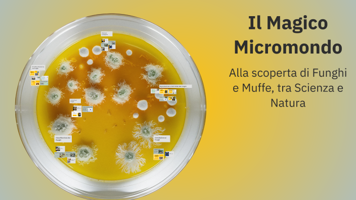 Il Magico Micromondo alla scoperta di funghi e muffe, tra scienza e natura by SERENA GUARINO on ...