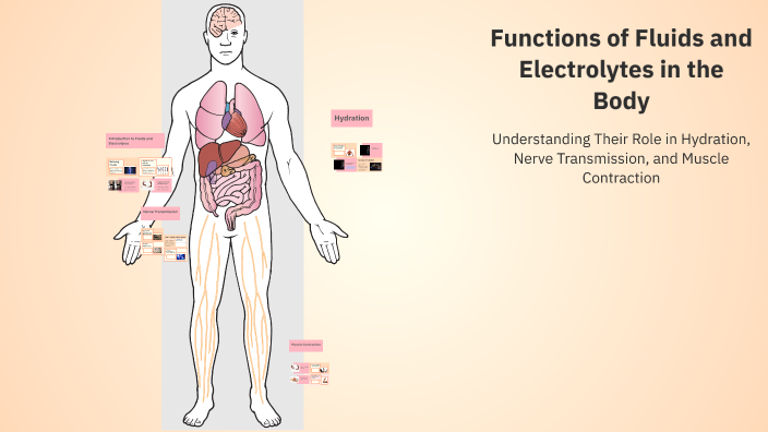 Functions of Fluids and Electrolytes in the Body by Anar Alizada on Prezi