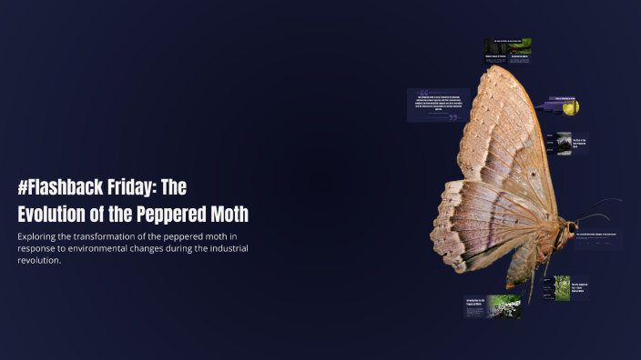 #Flashback Friday: The Evolution of the Peppered Moth by Maxwell Chen ...