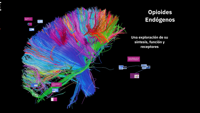 Opioides Endógenos by Martin Romo on Prezi