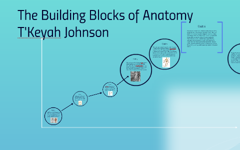The Building Blocks of Anatomy by T'Keyah Johnson on Prezi