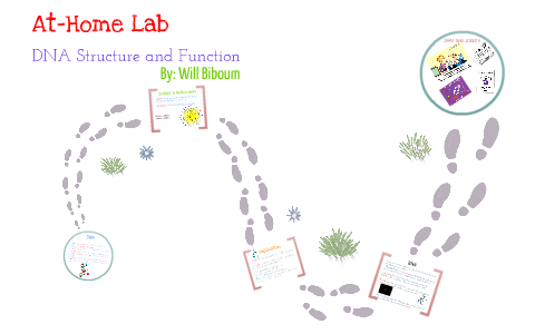 DNA Structure & Function Project by Will Biboum on Prezi