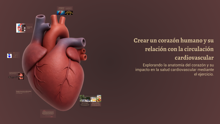 Crear un corazón humano y su relación con la circulación cardiovascular ...